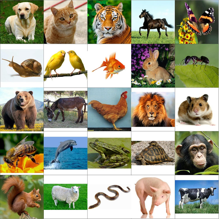 Tessere - Tuttoaba.com Materiali per le sessioni ABA