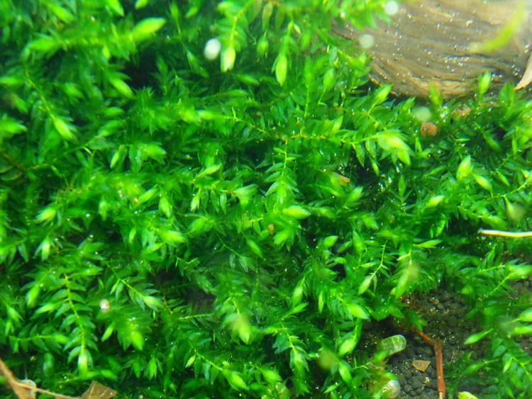 Riesen-Quellmoos fontinalis antipyretica var. gigantea 100ml: 5,99 ...