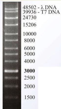 50 kb large-range DNA ladder - GeneON BioScience