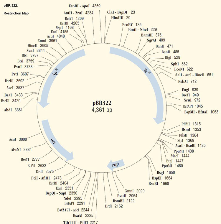 pBR322 cloning vector - GeneON BioScience