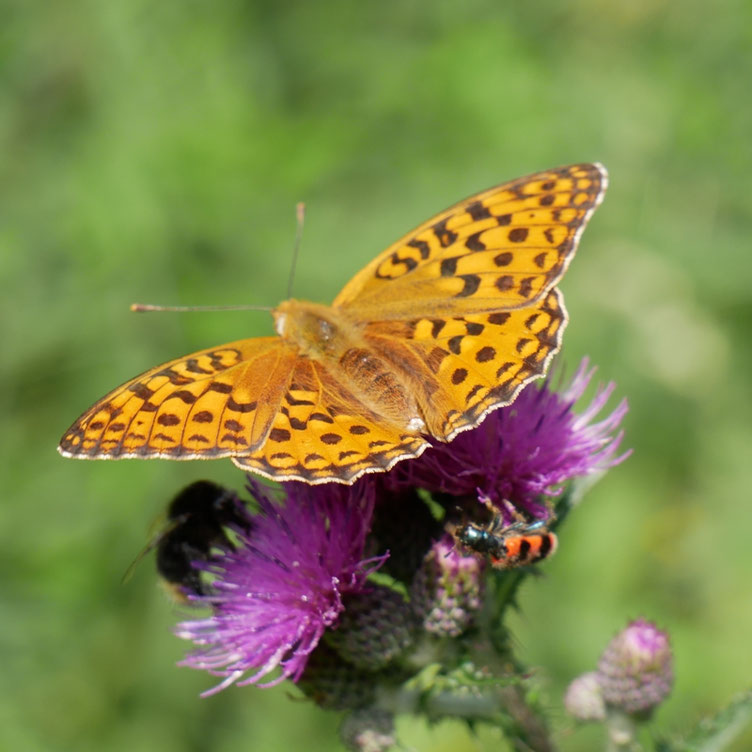 Vielfalt in der Stadt - Natur Schule See Land | Ecole Nature See Land