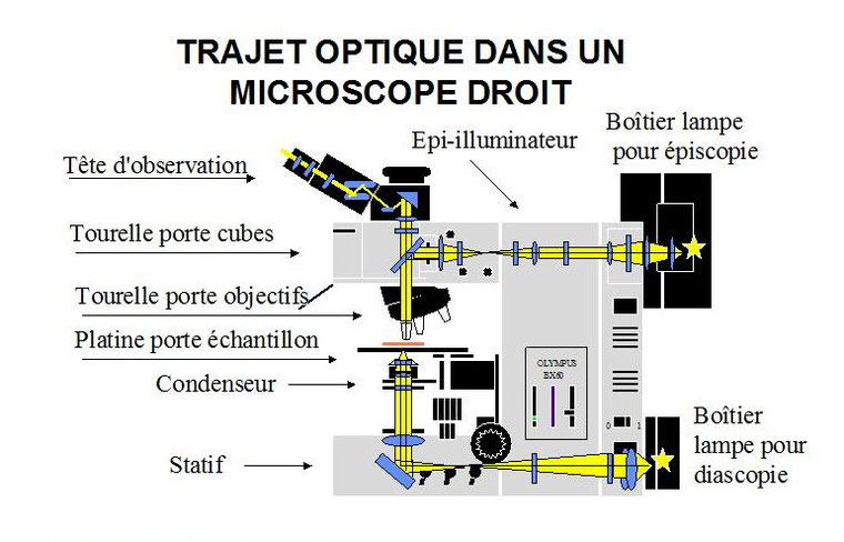 Plaquette de présentation Claude Gonon Microscopie : - Claude Gonon ...