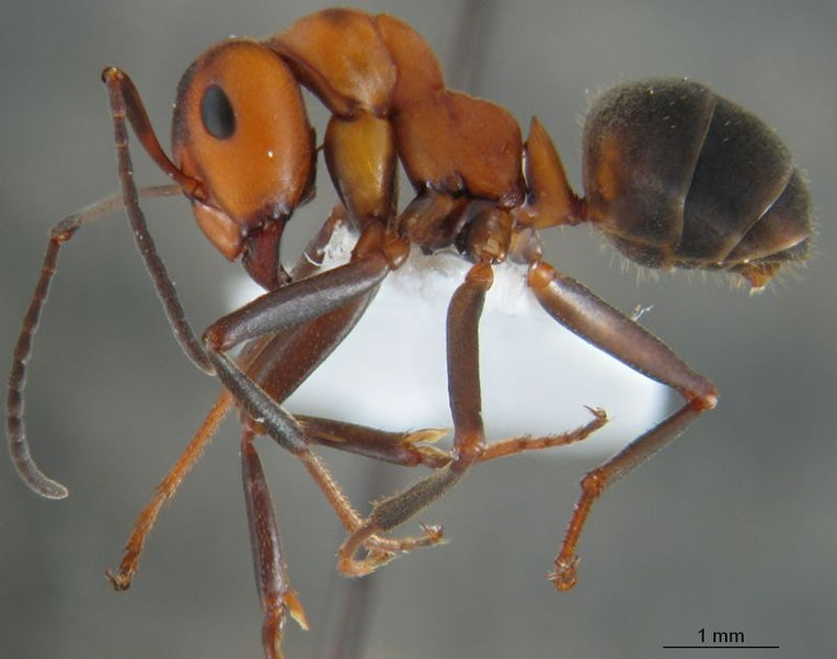 Formica bruni (Kutter, 1967) - Mirmecología