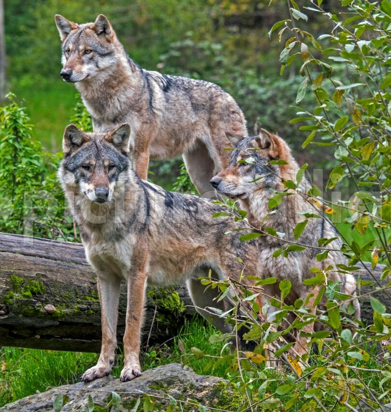 Die Wölfe - diewoelfegmbhs Webseite!