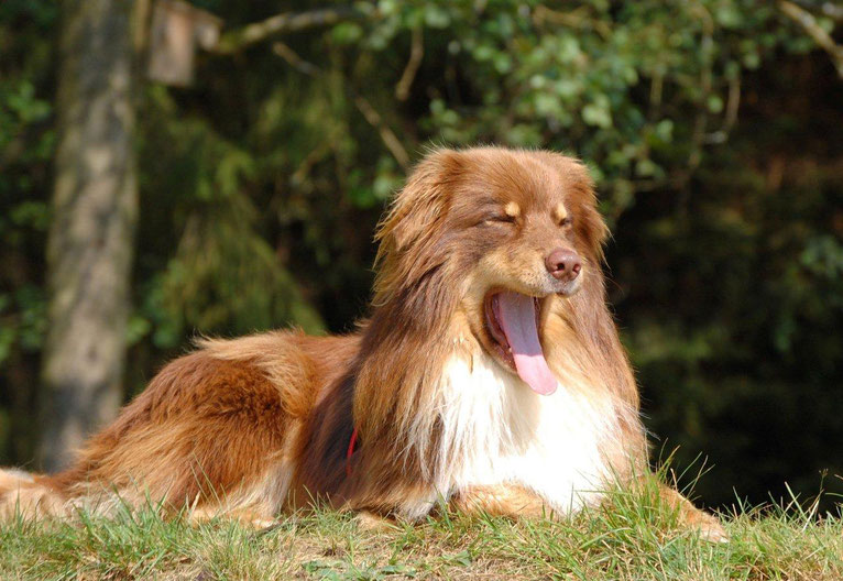 Fotogalerie Aussie und Mini Aussie - Australian Shepherds RoC