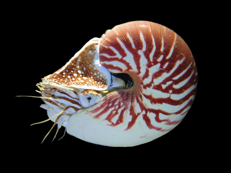 Descubiertas tres nuevas especies de nautilus. - Ammonites. Guía de los ...