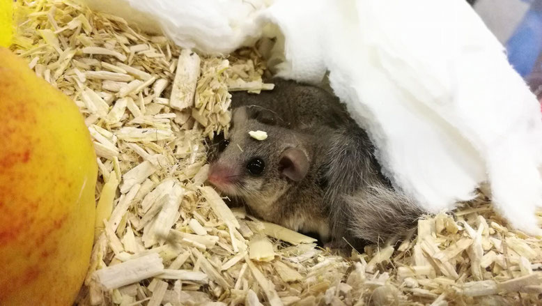 Loir Africain - Elevage Asdy Mousery