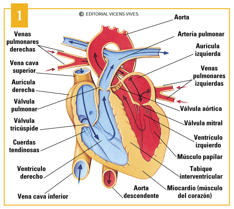 Sistema circulatori i excretor - Página web de biogeorebollet