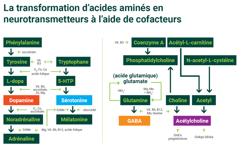 2. Les neurotransmetteurs en bref - Site de cap-nature
