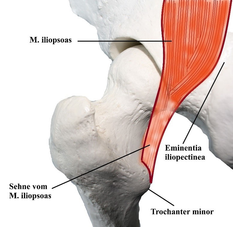 Hüfte Region 2 zentral + medial - see-feel-treats Webseite!