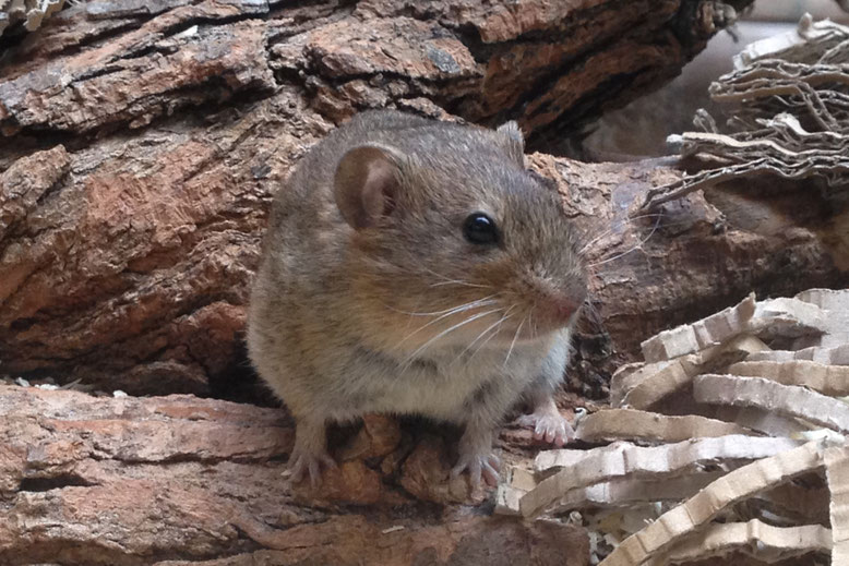 Mittelmeer-Feldmaus - Kleinsäuger sui generis