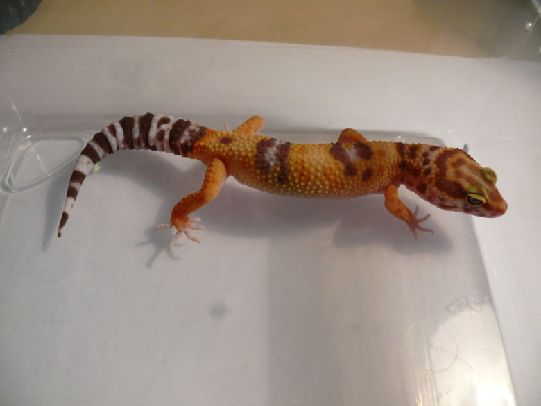 Samuel - Albino-Männchen - Christian's Geckos