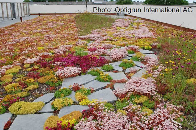 Examples Planting Substrates, Green Roofs - iNTERBiMS