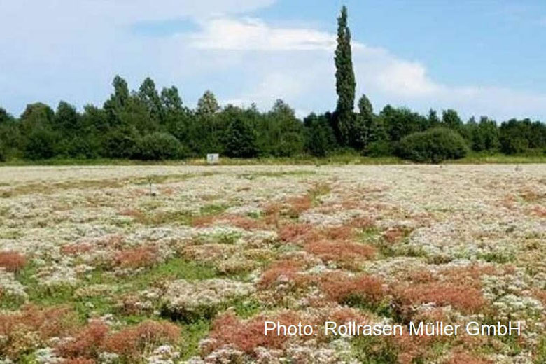 Vegetation Mats Substrates, Mineral Substrates - iNTERBiMS