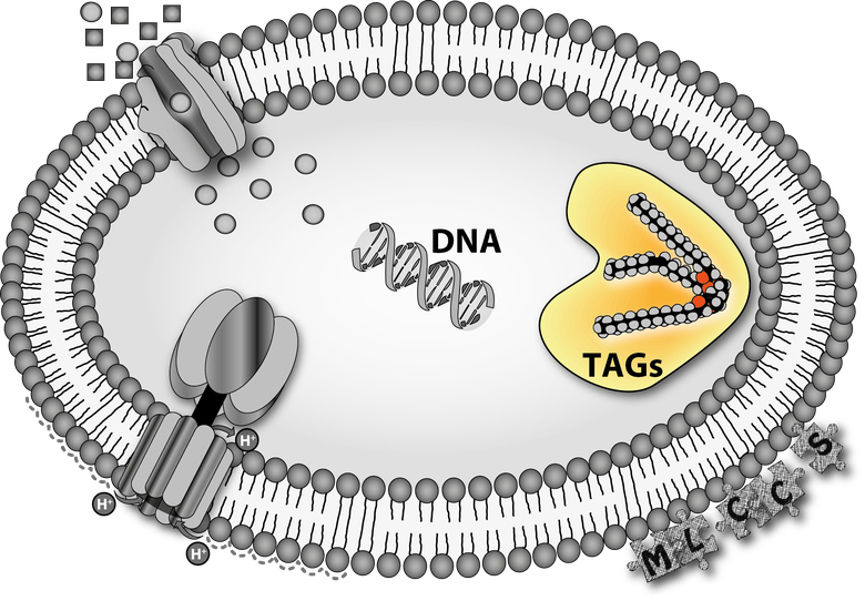 Lipid's structure-function - mlccss Webseite!
