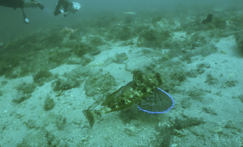 Especies marinas - dosvelas