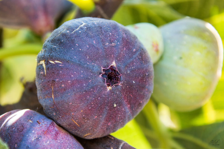 La saison des figues démarre ! - La figue de Solliès pont