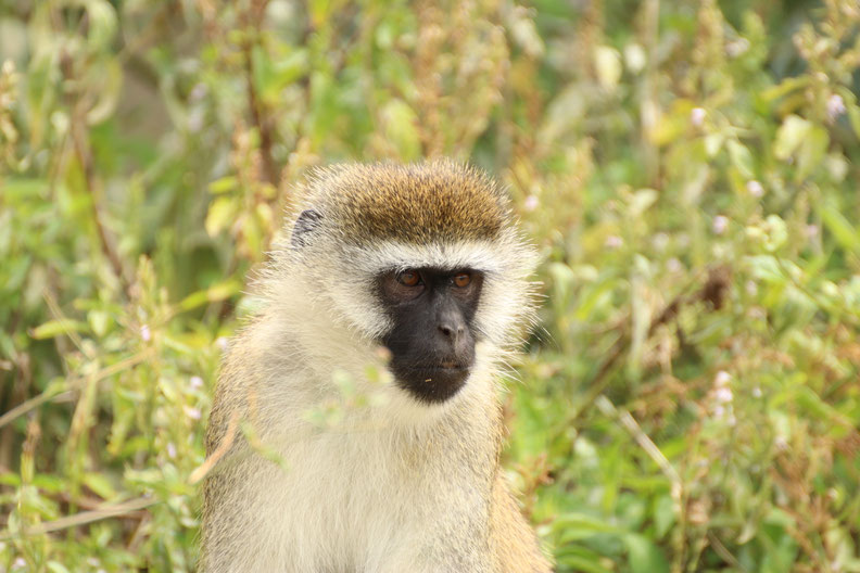 Cercopiteco verde (Chlorocebus pygerythrus) - El Rincon del Botanico