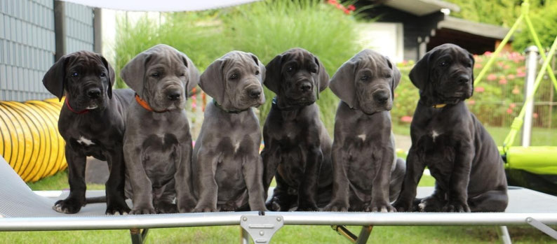 Deutsche Doggen - Deutsche Doggen vom Schemmanns Hof