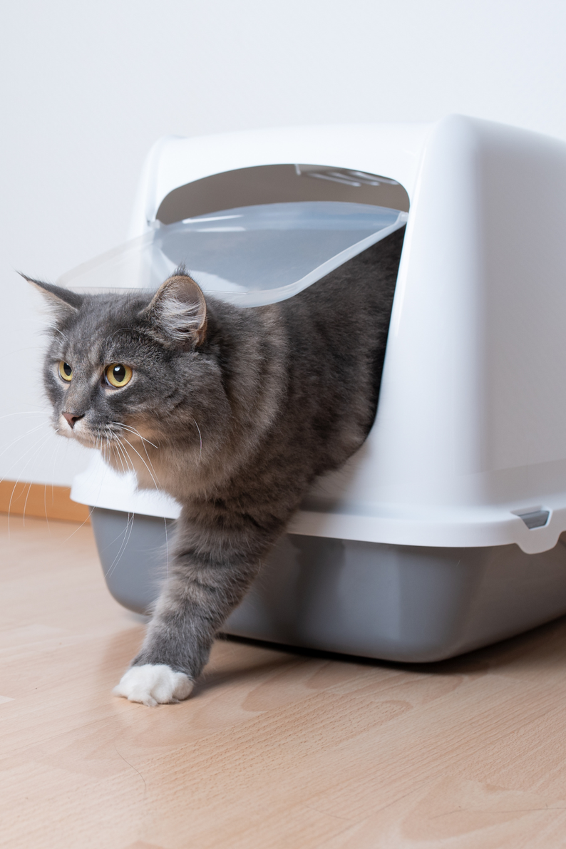 Pourquoi mon chat urine-t-il partout ? - Clinique vétérinaire Mulhouse
