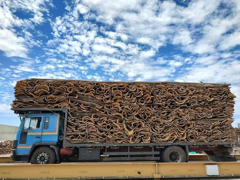 HOW IS CORK EXTRACTED? - naturacork1