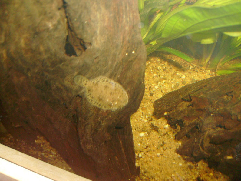 Hypoclinemus mentalis - Mesonauta