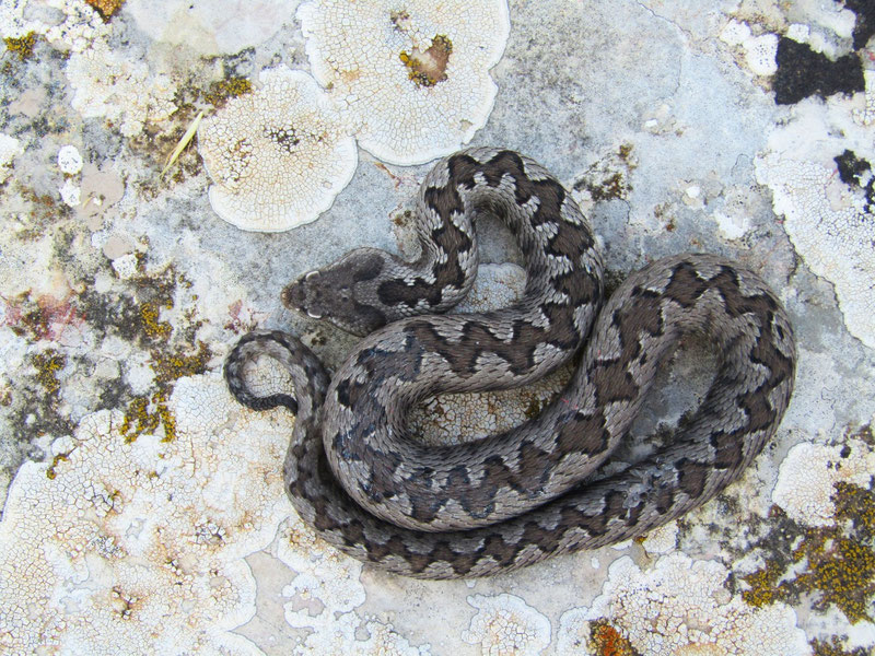 Víbora hocicuda (Vipera latastei) - Asociación Herpetológica Timon