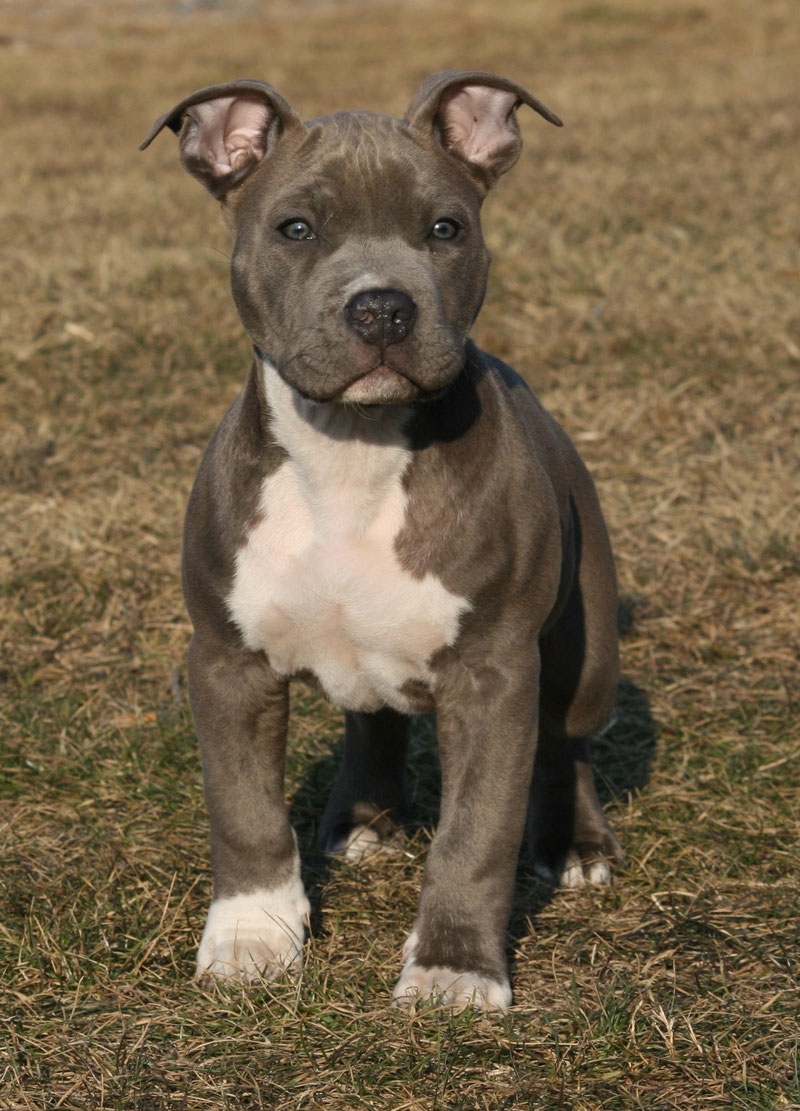 Allevamento Amstaff - Allevamento amstaff blue
