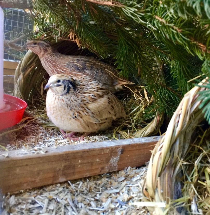 Die Wachtel- allgemein - wiesenwachtelns Webseite!