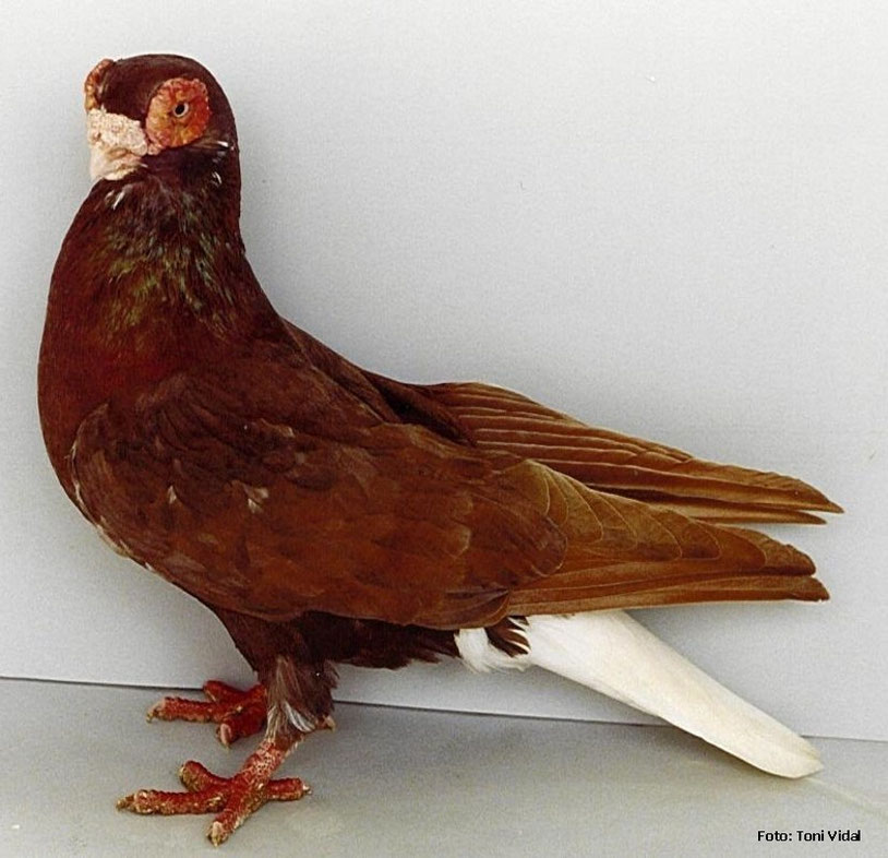 RAZA DE PALOMAS - Página web de quevivanlosanimales