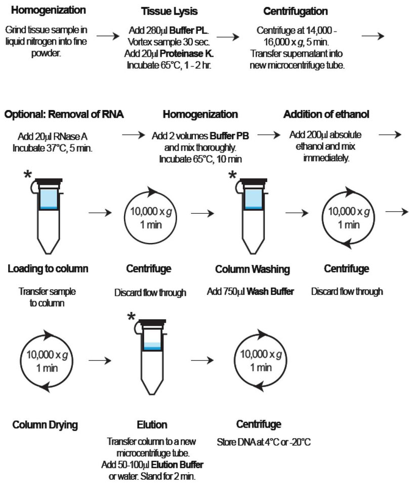Plant DNA Isolation Mini prep Kit - GeneON BioScience