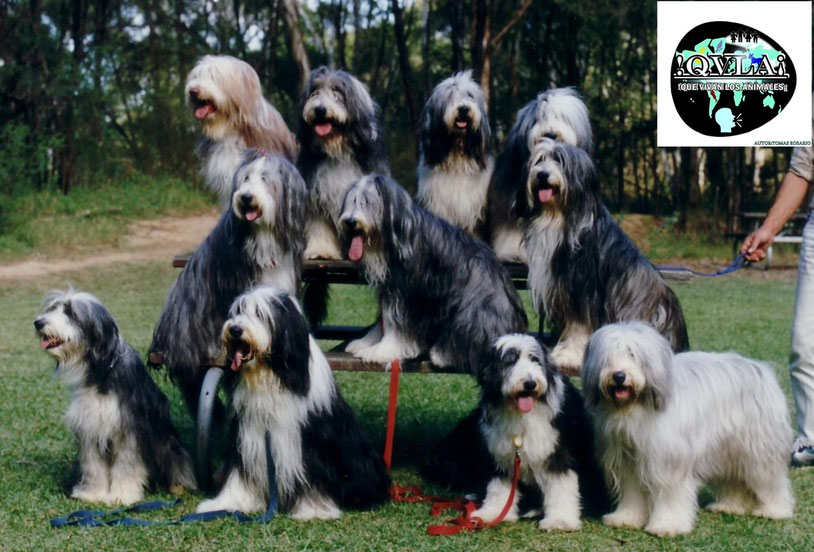 Razas Terrier - Página web de quevivanlosanimales