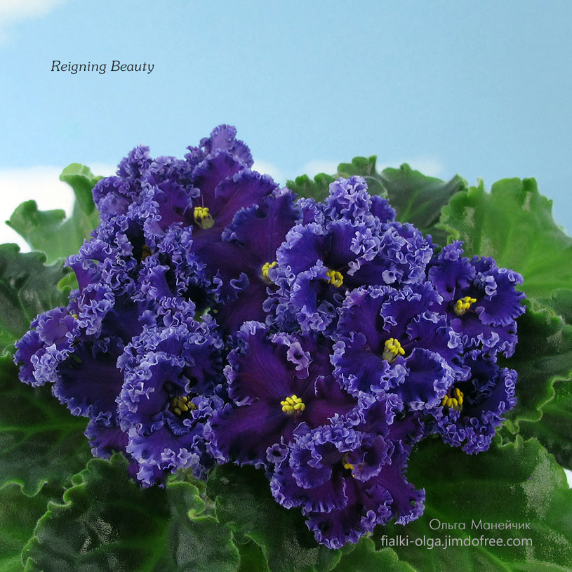 Reigning Beauty (Swift) - Колекція фіалок Ольги Манейчик