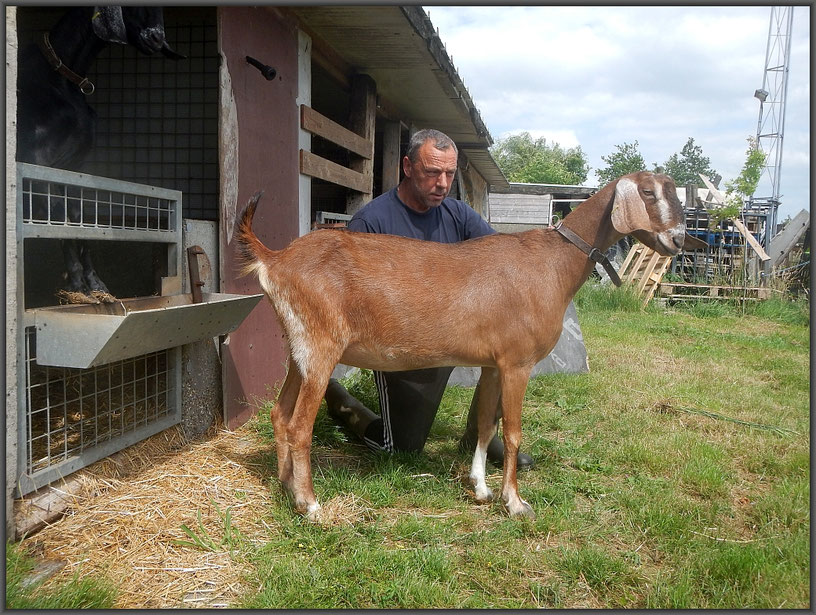 GEITEN - stal van het duivelsbos - hobbyfokkerij van Ango-Nubische geiten