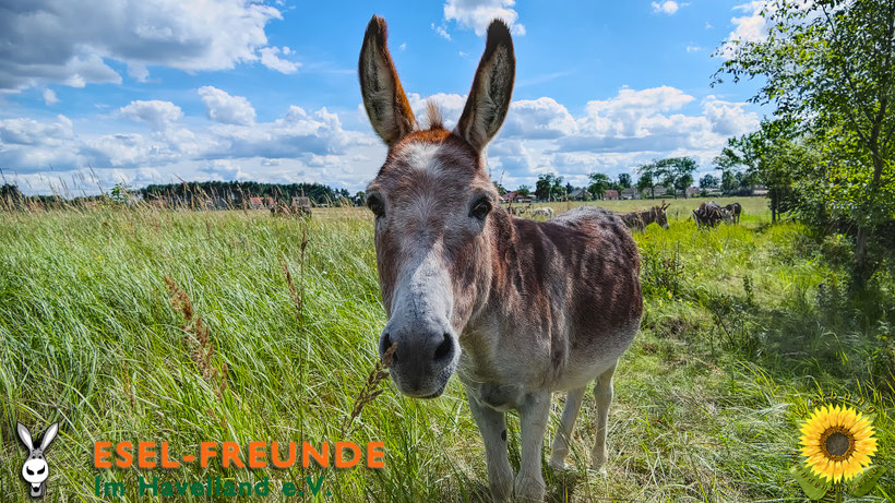 Esel Gratis-Download - Esel Workshops - Esel Kurse - Esel Fotogalerien