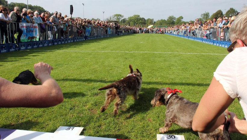 Renn-Programm - Internationales Dackelrennen in Wangen