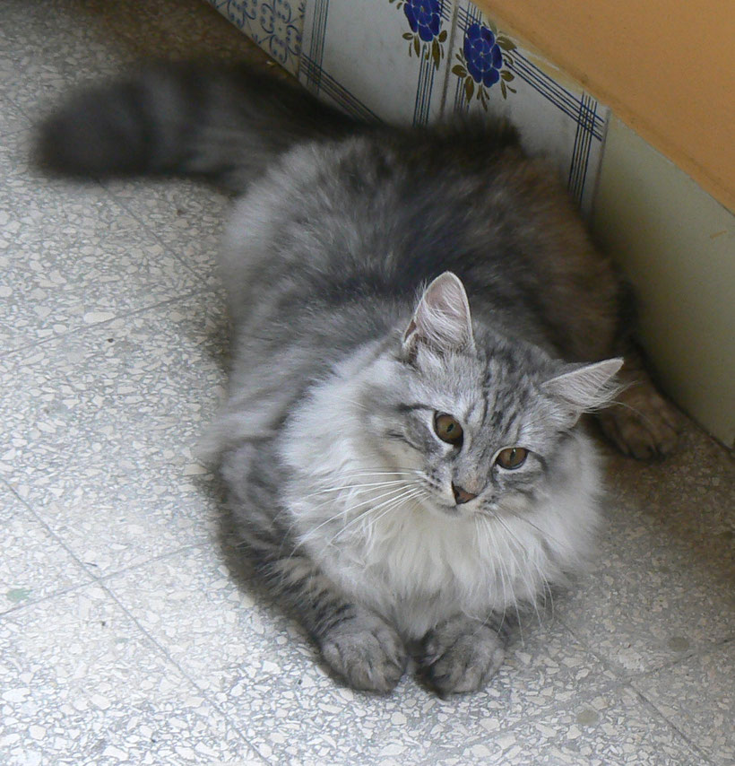 Il re-homing dei riproduttori: fa bene al gatto o all'allevatore ...