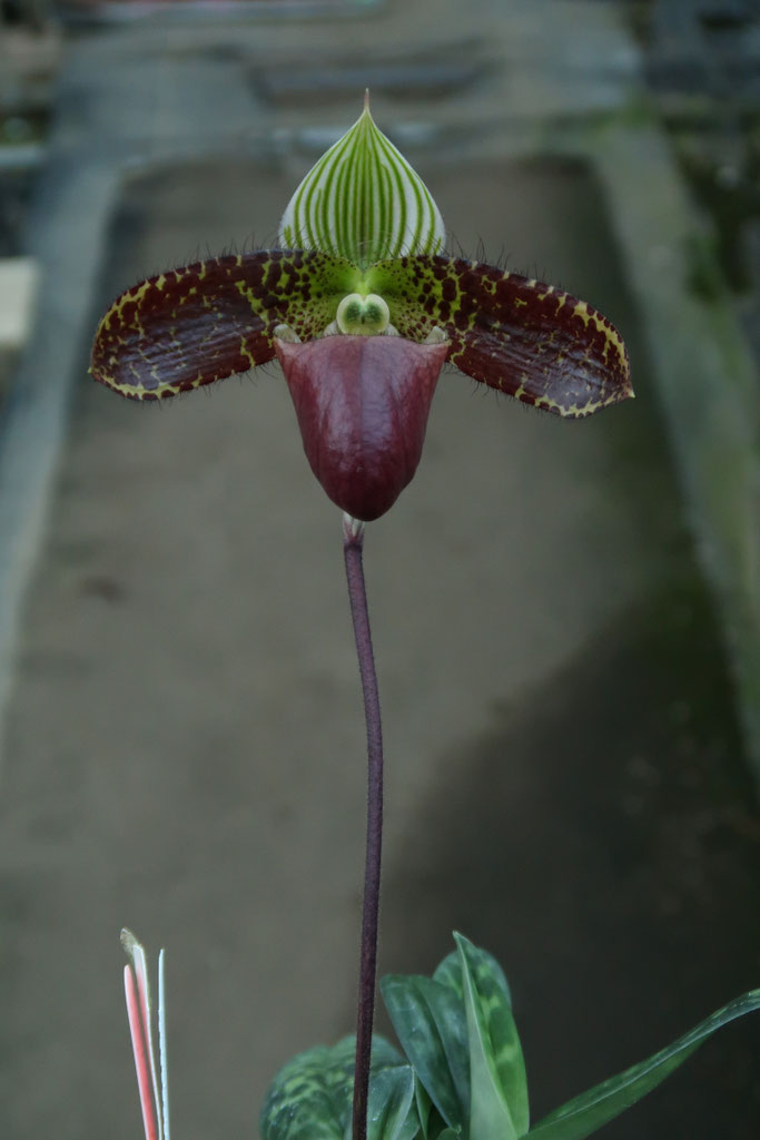 超濃色サクハクリー！ - (株)東京オーキット・ナーセリー