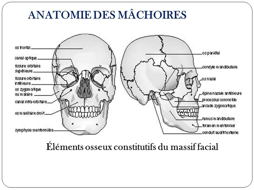 les fractures du massif facial et de la mandibule - Site de le-monde-d ...