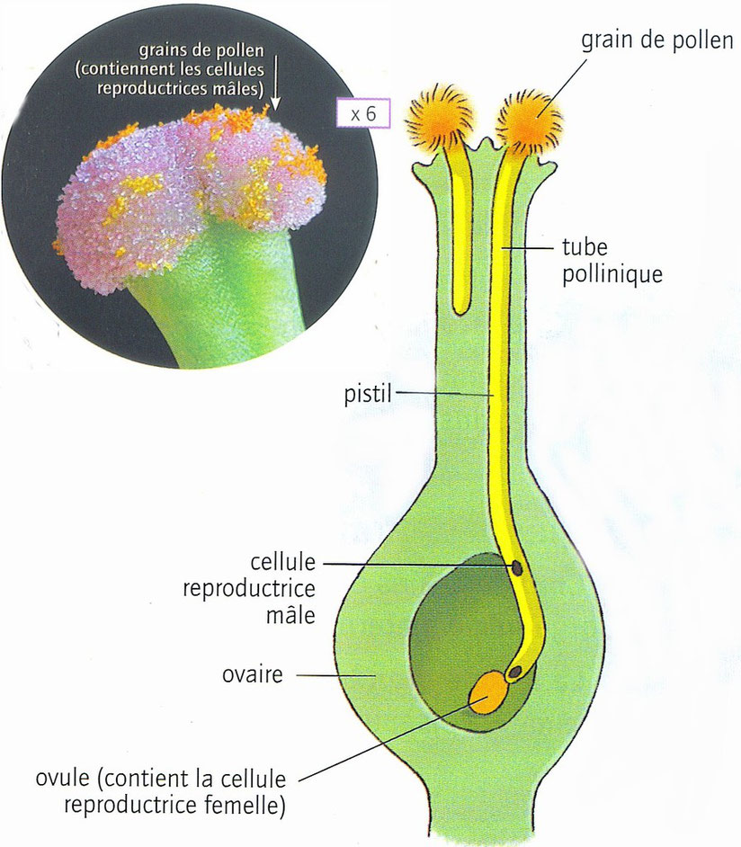 La reproduction sexuée animale et végétale - Site de cours de collège ...