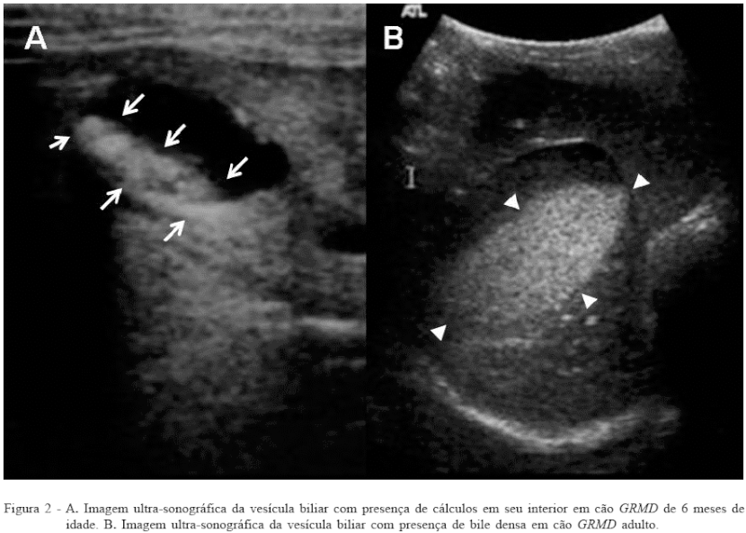 Abdominal and pelvic ultrasonography in healthy golden retriever dogs ...
