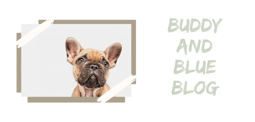 Hond zoekt Baas - De website van buddyandblue!