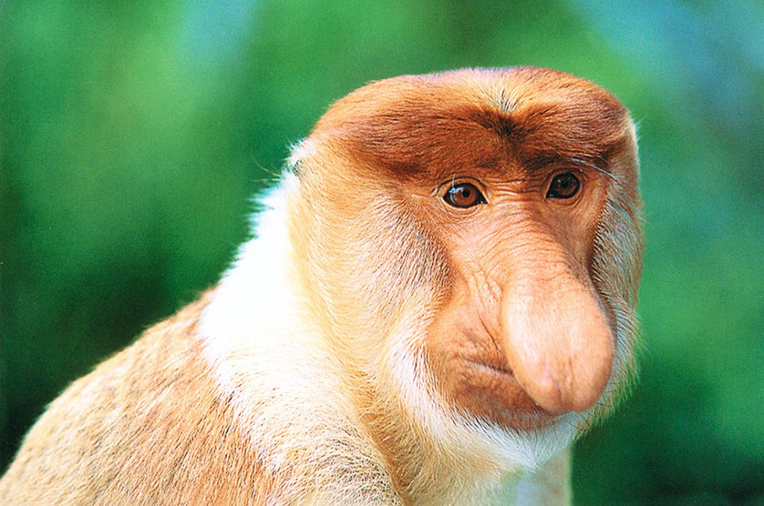 Le singe nasique - notre-classe3as Webseite!