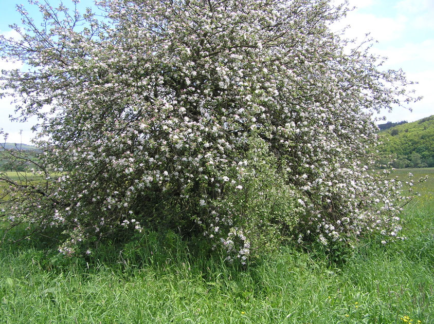 Wildapfel - NABU Kreisverband Siegen-Wittgenstein