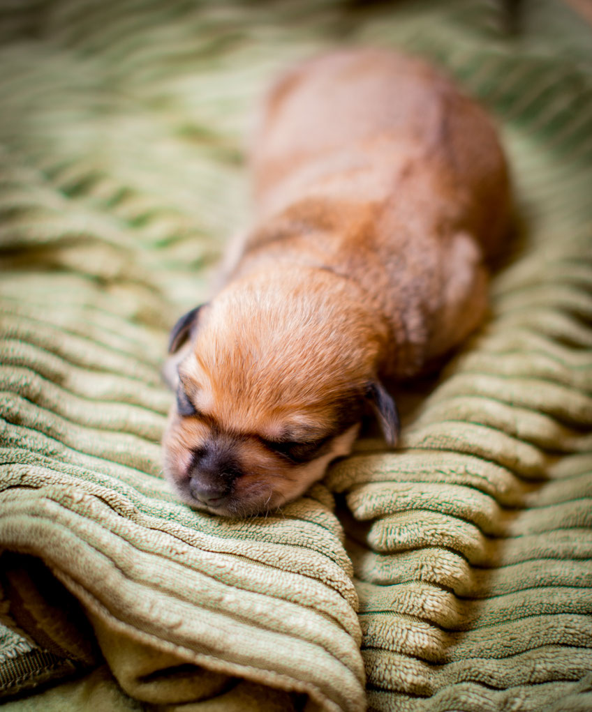 A Dog & Her Boy : Remembering Alley - Still My Soul Photography: by Tegan