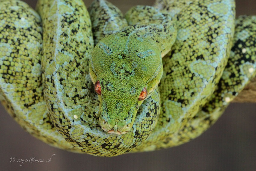 Grüner Baumpython - mrm.ch