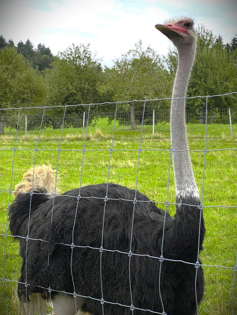 Kinderferienprogramm 2023 - Quakenzunft Ehingen
