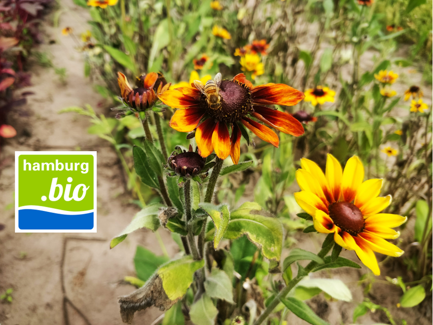 hamburg.bio-Post im August - hamburg-bios Webseite!