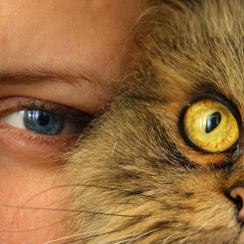 What Does My Cat Think About Me? - Explained - RealCatTalks