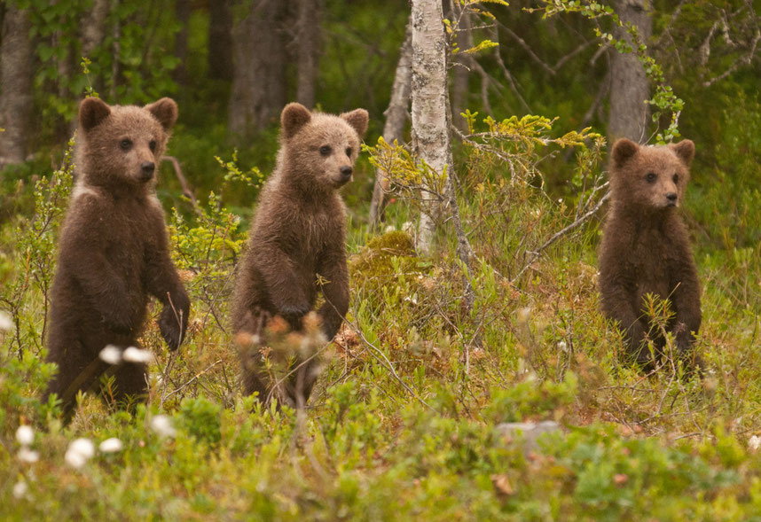 Sustainable tourism in Wild Taiga, Finland - Europe's Best Destinations